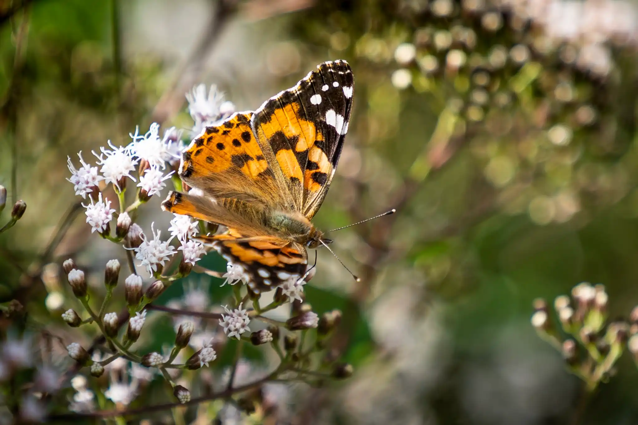 Wilder Club with the Cumbria Wildlife Trust - Krankenhaus Festival